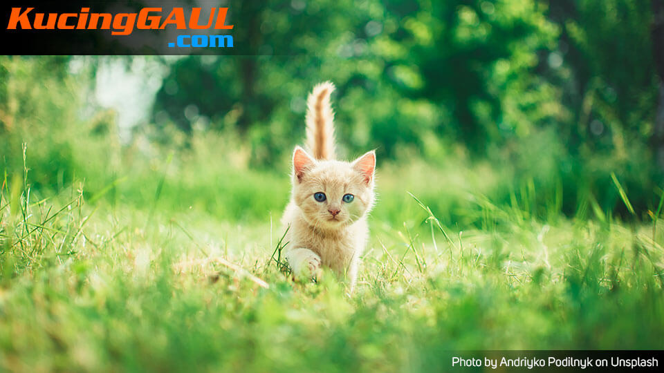 Kucing Dan Informasi Yang Berkaitan Dengan Kucing